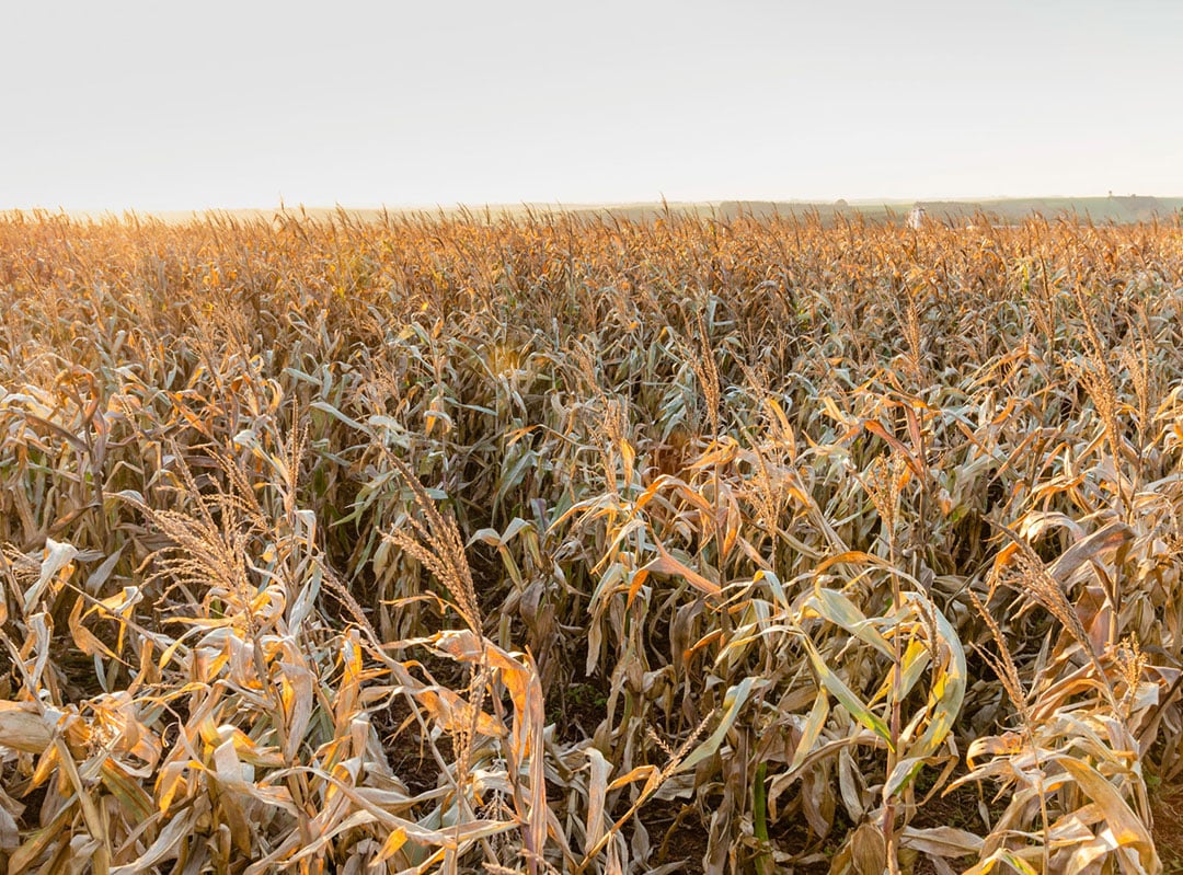 Crop Loss Damage